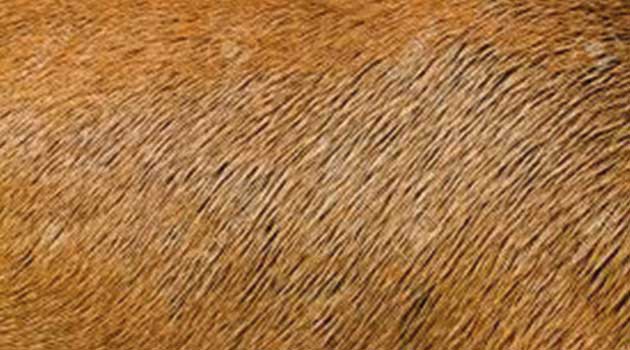 Global trade in wool & animal hair growing at 13%