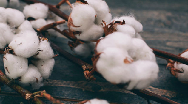 Cameroon: Government announces strategic merger between Sodecoton