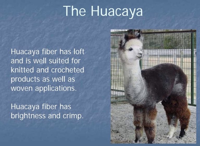 Alpaca Fiber and Yarns ; All You Need to Know - Alpaca fiber and yarns