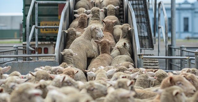 SHEEP ; History and Use - SHEEP ; History and Use