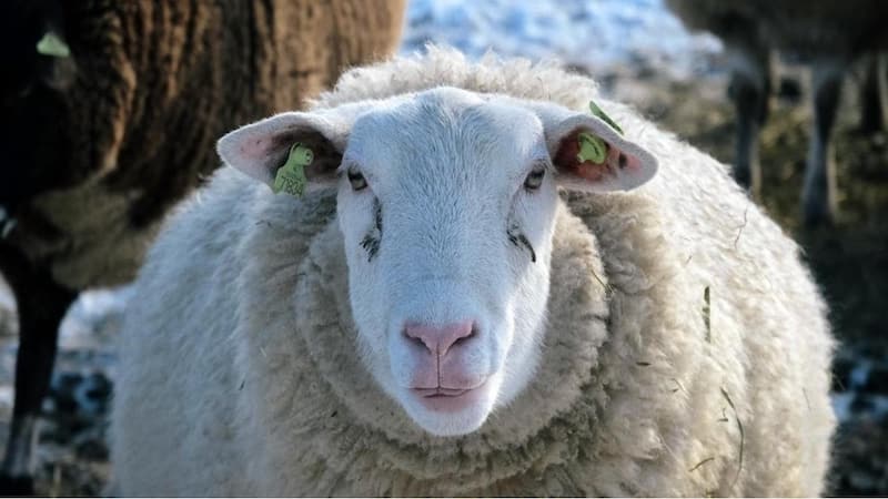 Wool Production and Processing