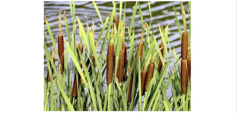 Cattail Textile Fiber and its Research Trend