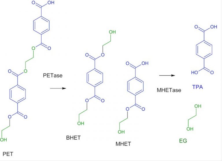 Plastic Pollution and PET Eating Enzyme Cocktail