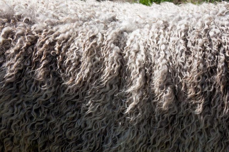 What do you know about the Turkish wool industry