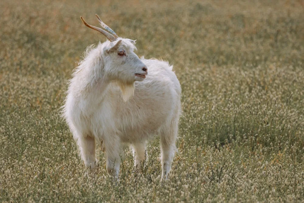 Aid by Trade Foundation Promotes Sustainable Cotton Cashmere