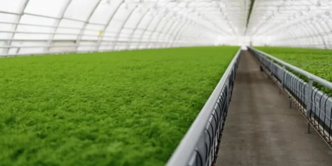 Agricultural Textiles: Enhancing Farming and Sustainability