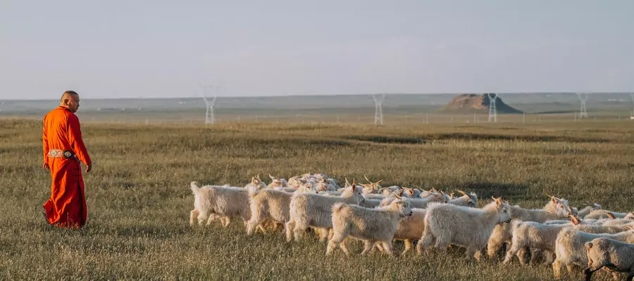 The Good Cashmere Standard Boosts Its Sustainability