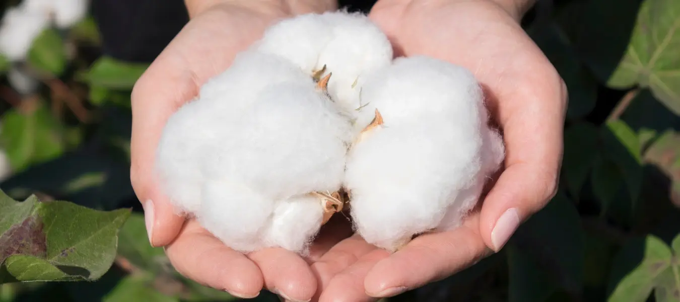 Sampling Techniques for Ginning Percentage in Uzbek Cotton