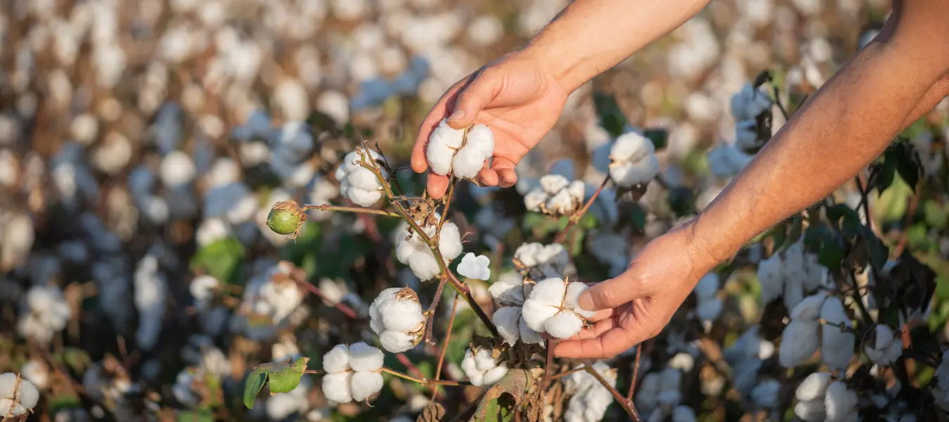 Cameroon Cotton Comeback Boosts Economy Fashion Innovation