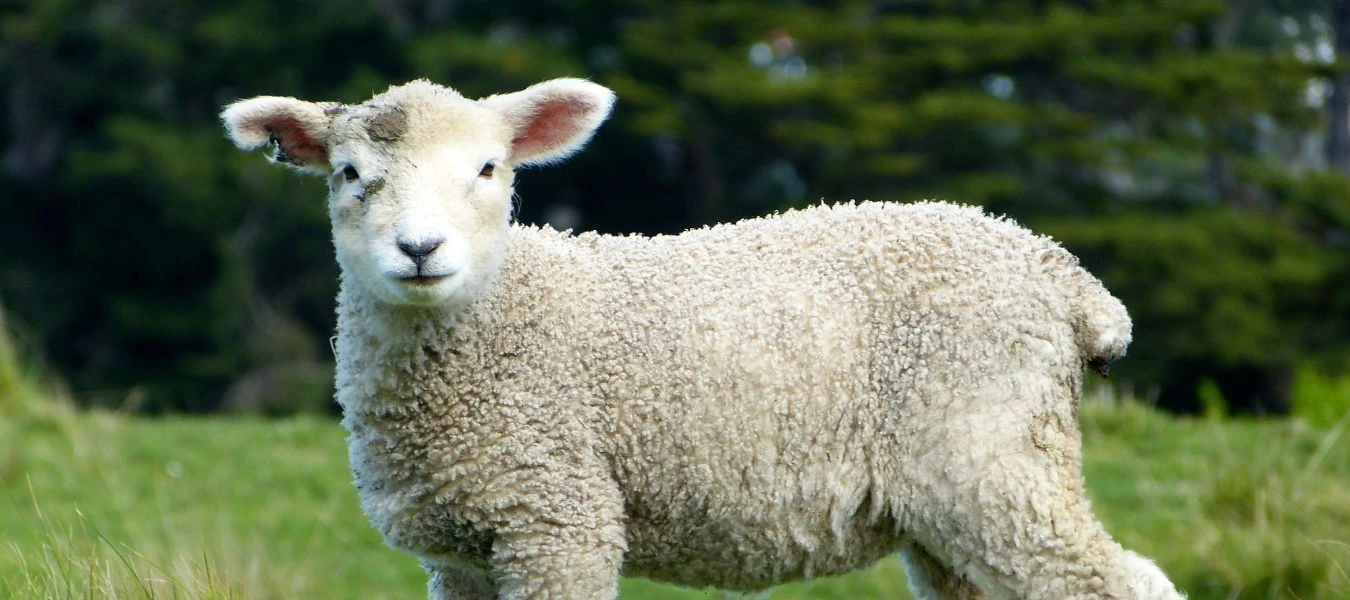 Weekly Wool Market Review by Australian Wool Innovation - Middle East ...